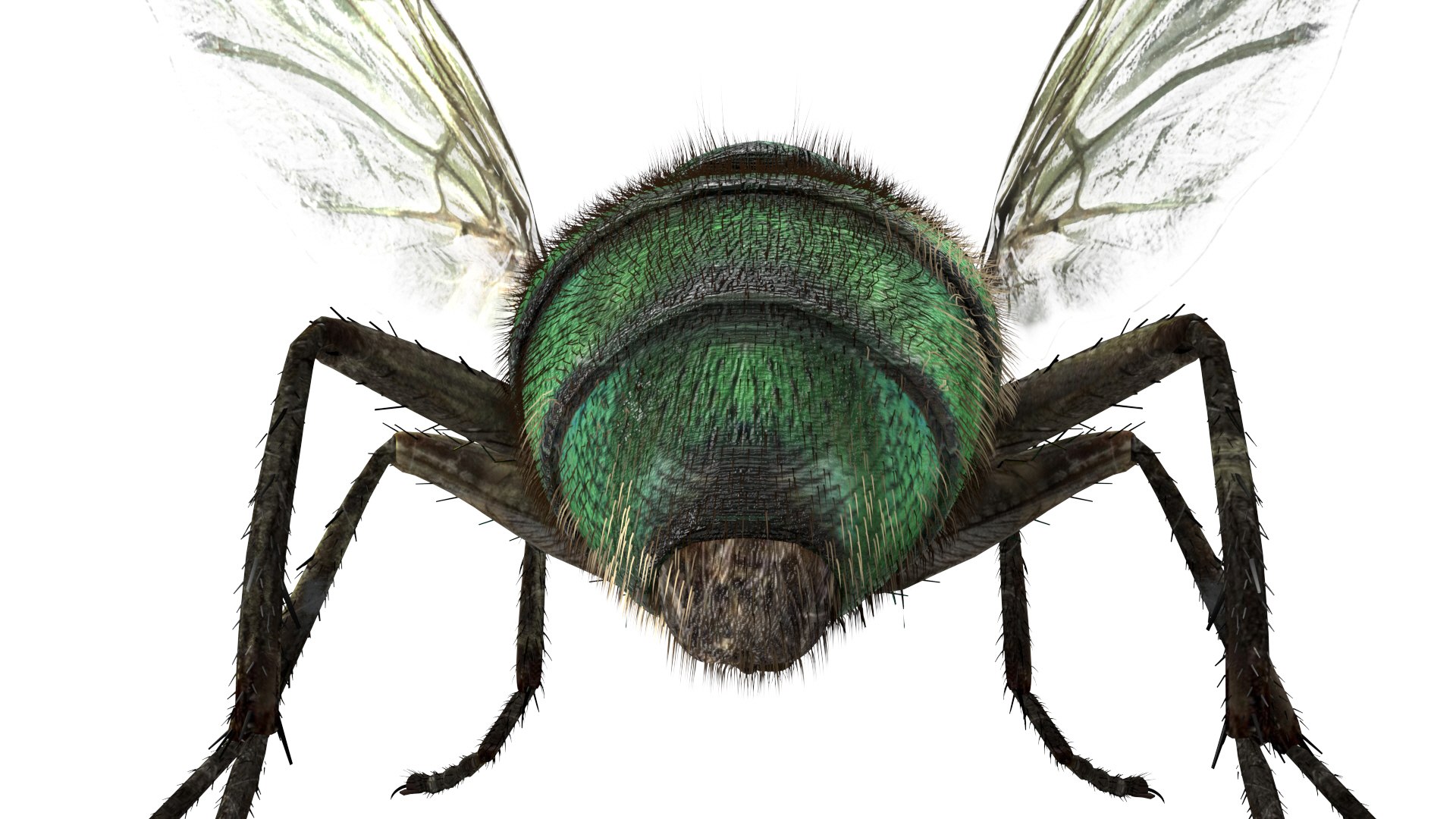 3D fly bug - TurboSquid 1539321