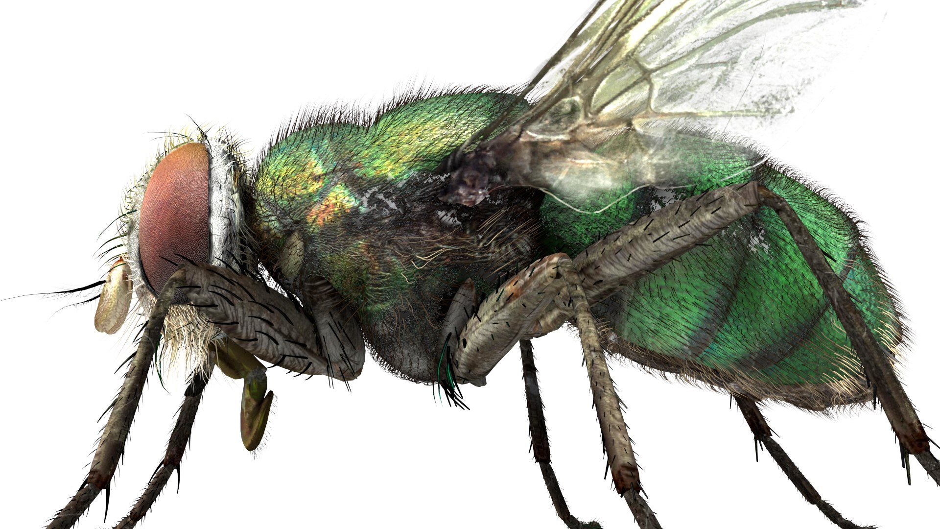 3D fly bug - TurboSquid 1539321