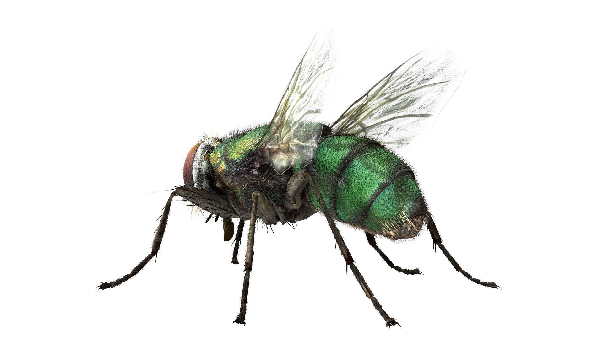 3D fly bug - TurboSquid 1539321