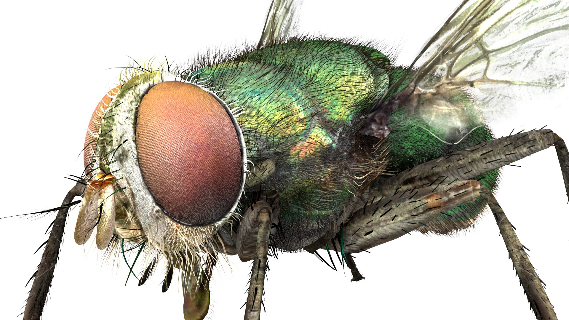 3D fly bug - TurboSquid 1539321