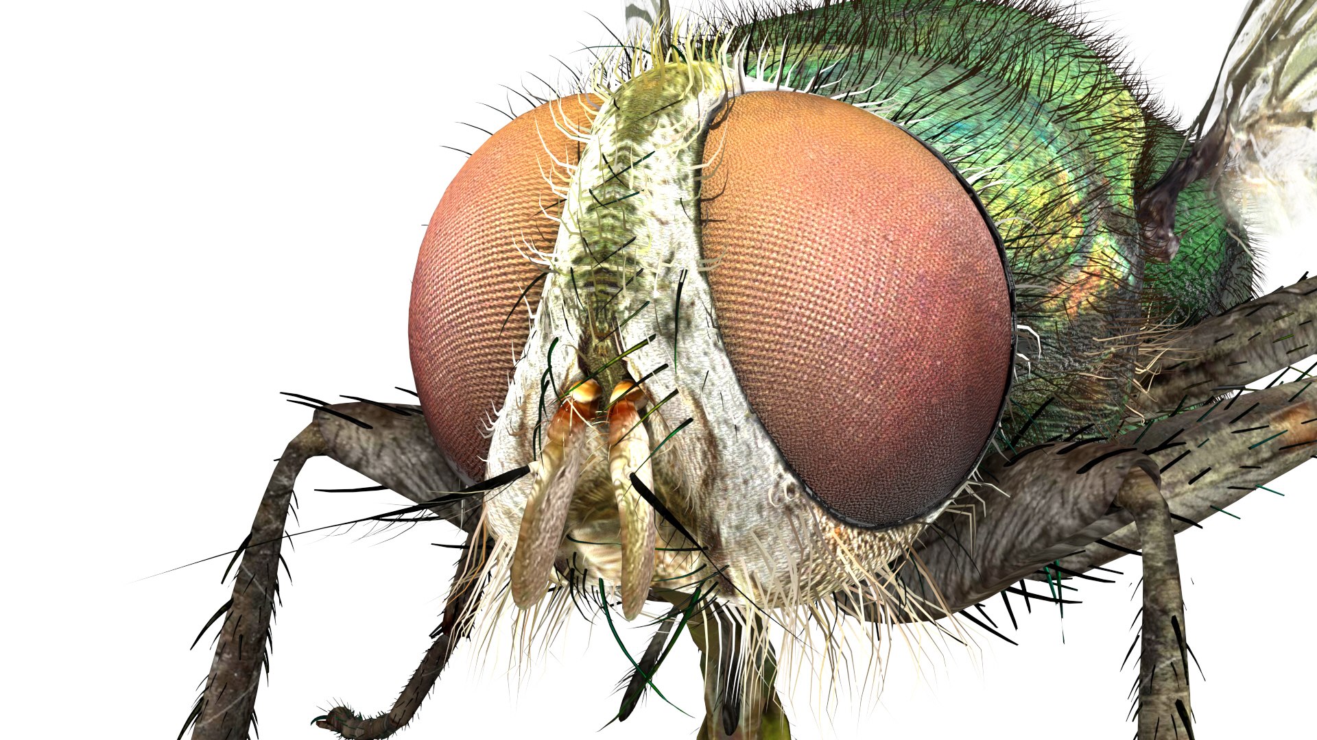 3D fly bug - TurboSquid 1539321