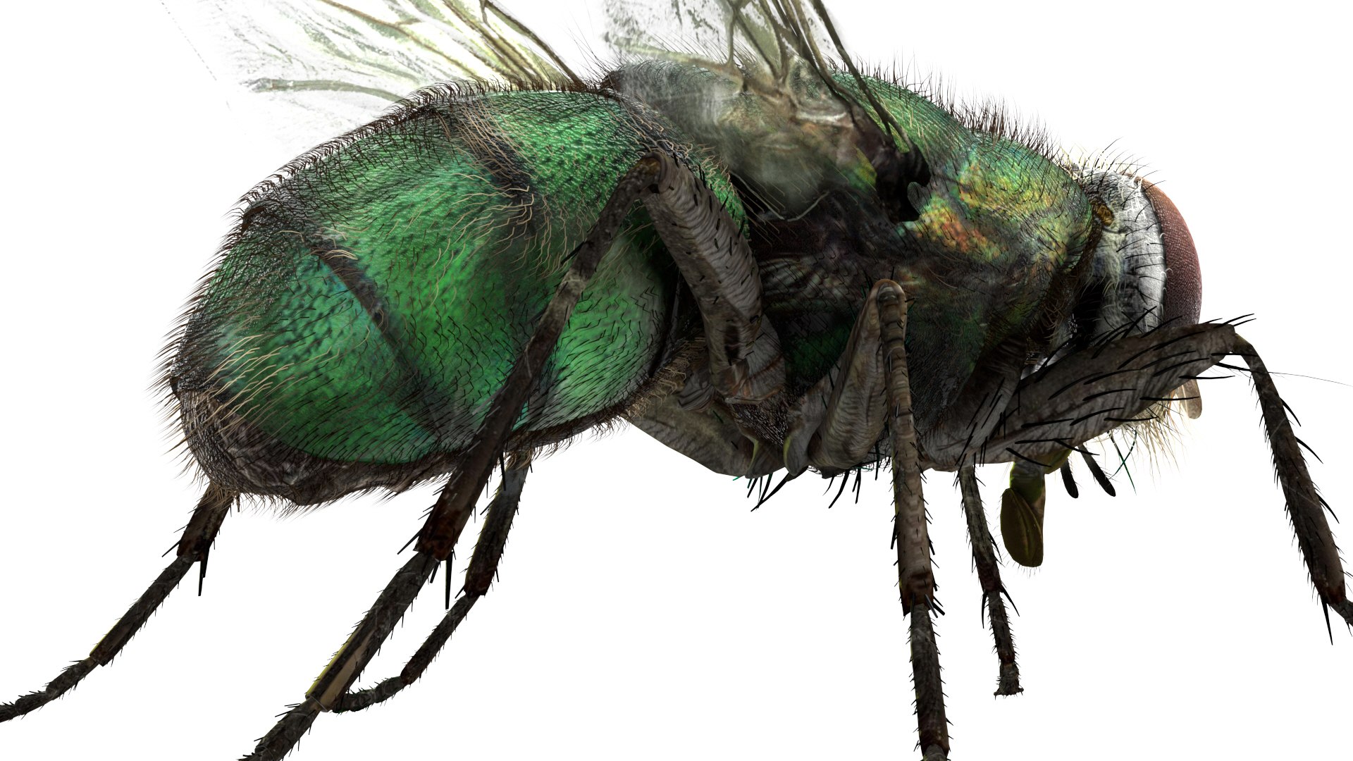 3D fly bug - TurboSquid 1539321