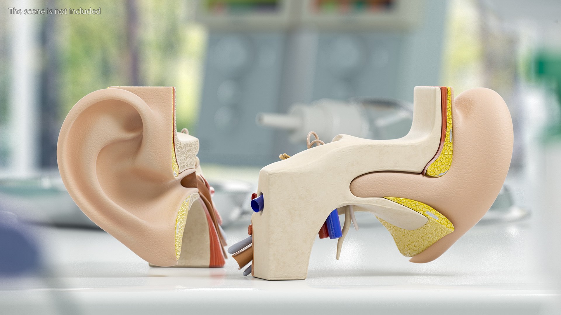 3D Model Human Ear Anatomy Structure - TurboSquid 1645933