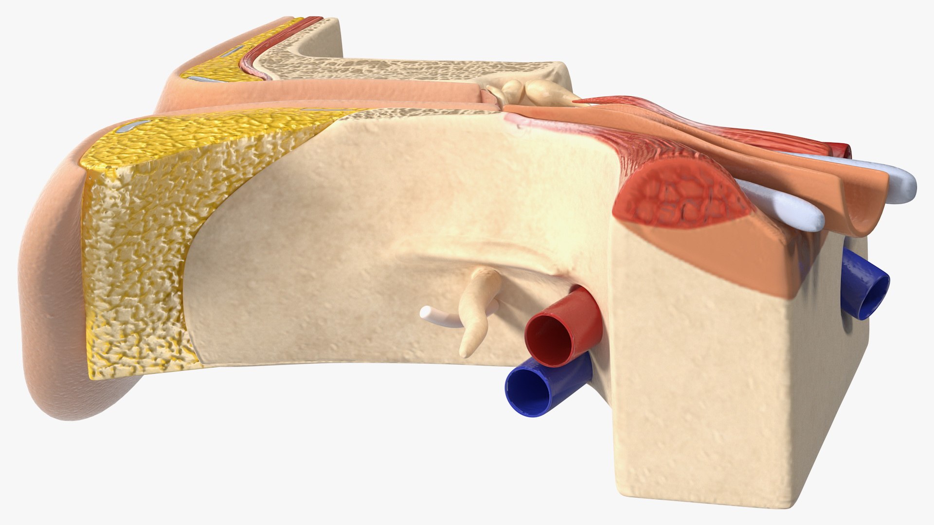 3D model human ear anatomy structure - TurboSquid 1645933