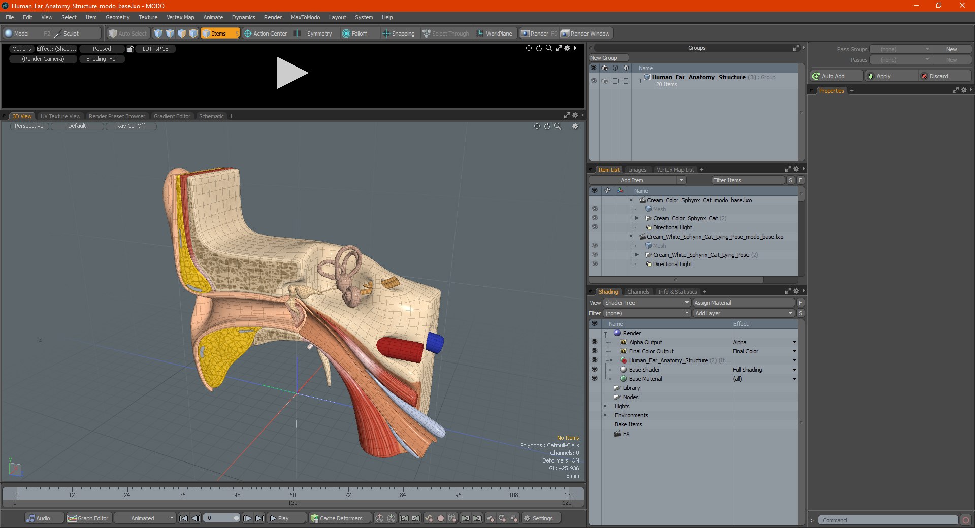 3D model human ear anatomy structure - TurboSquid 1645933