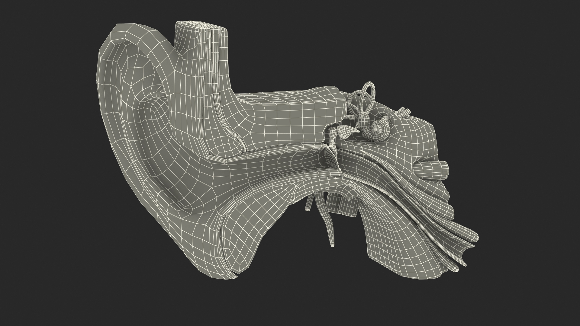 3D Model Human Ear Anatomy Structure - TurboSquid 1645933