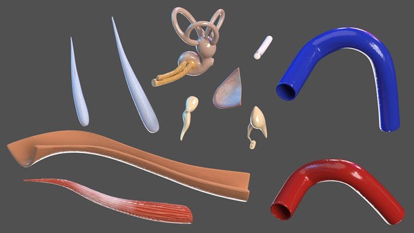 modèle 3D de Structure de l'anatomie de l'oreille humaine - TurboSquid ...