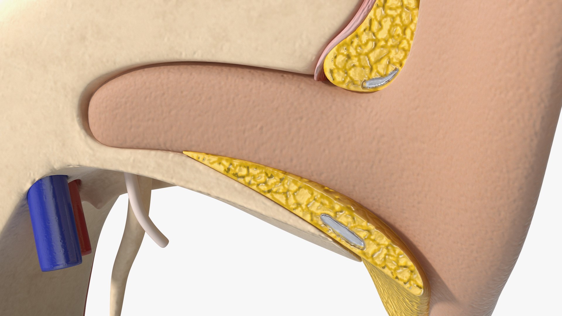 3D model human ear anatomy structure - TurboSquid 1645933