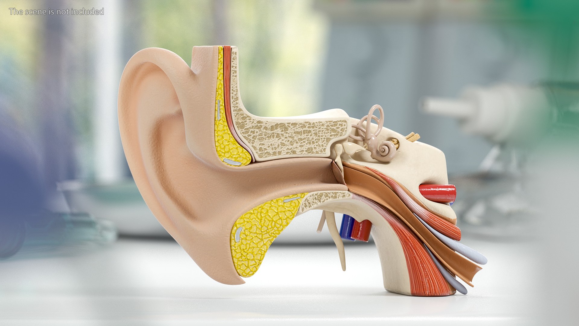 3D Model Human Ear Anatomy Structure - TurboSquid 1645933