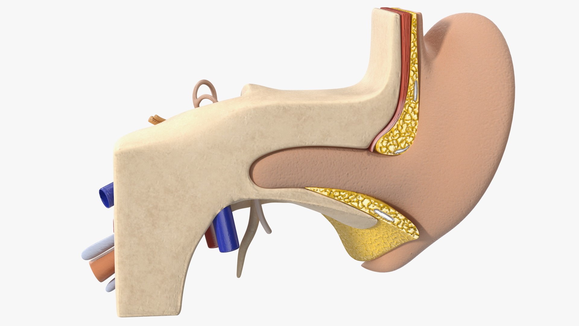 3D model human ear anatomy structure - TurboSquid 1645933