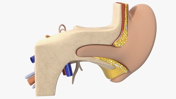 3D model human ear anatomy structure - TurboSquid 1645933