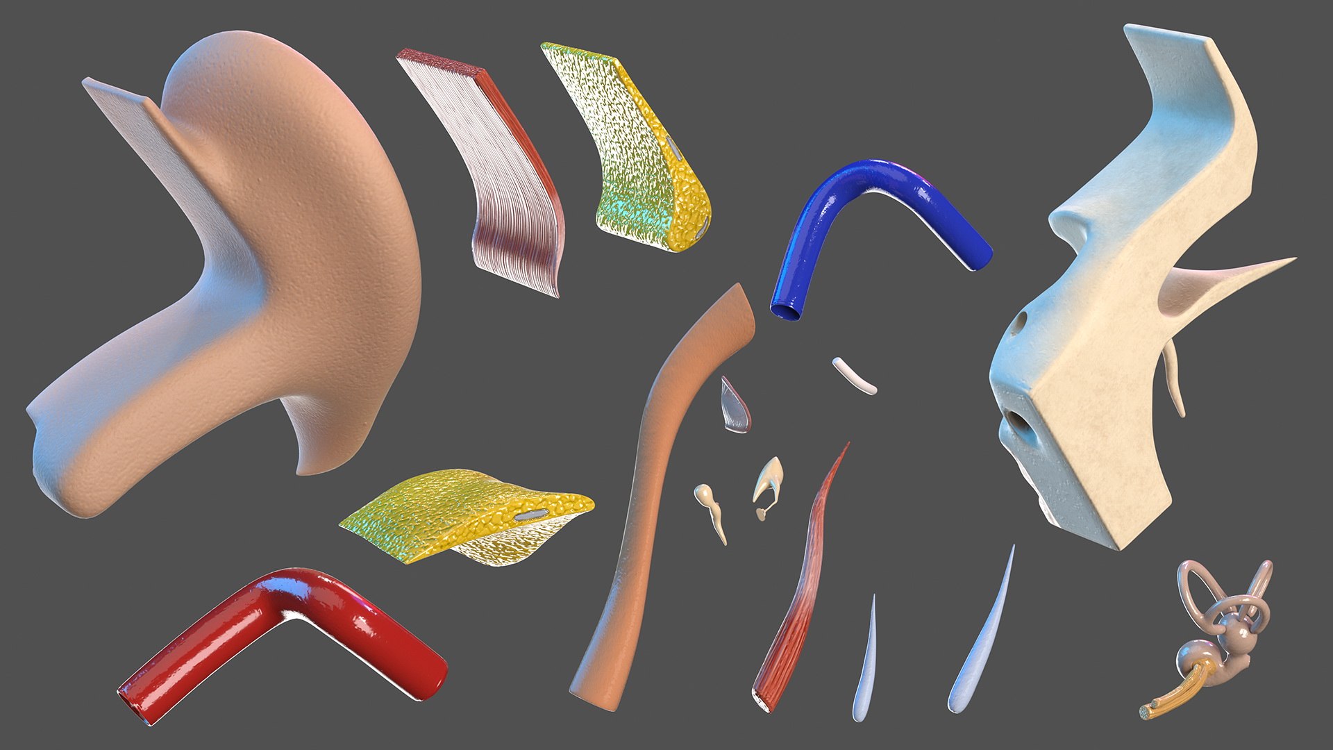 3D Model Human Ear Anatomy Structure - TurboSquid 1645933