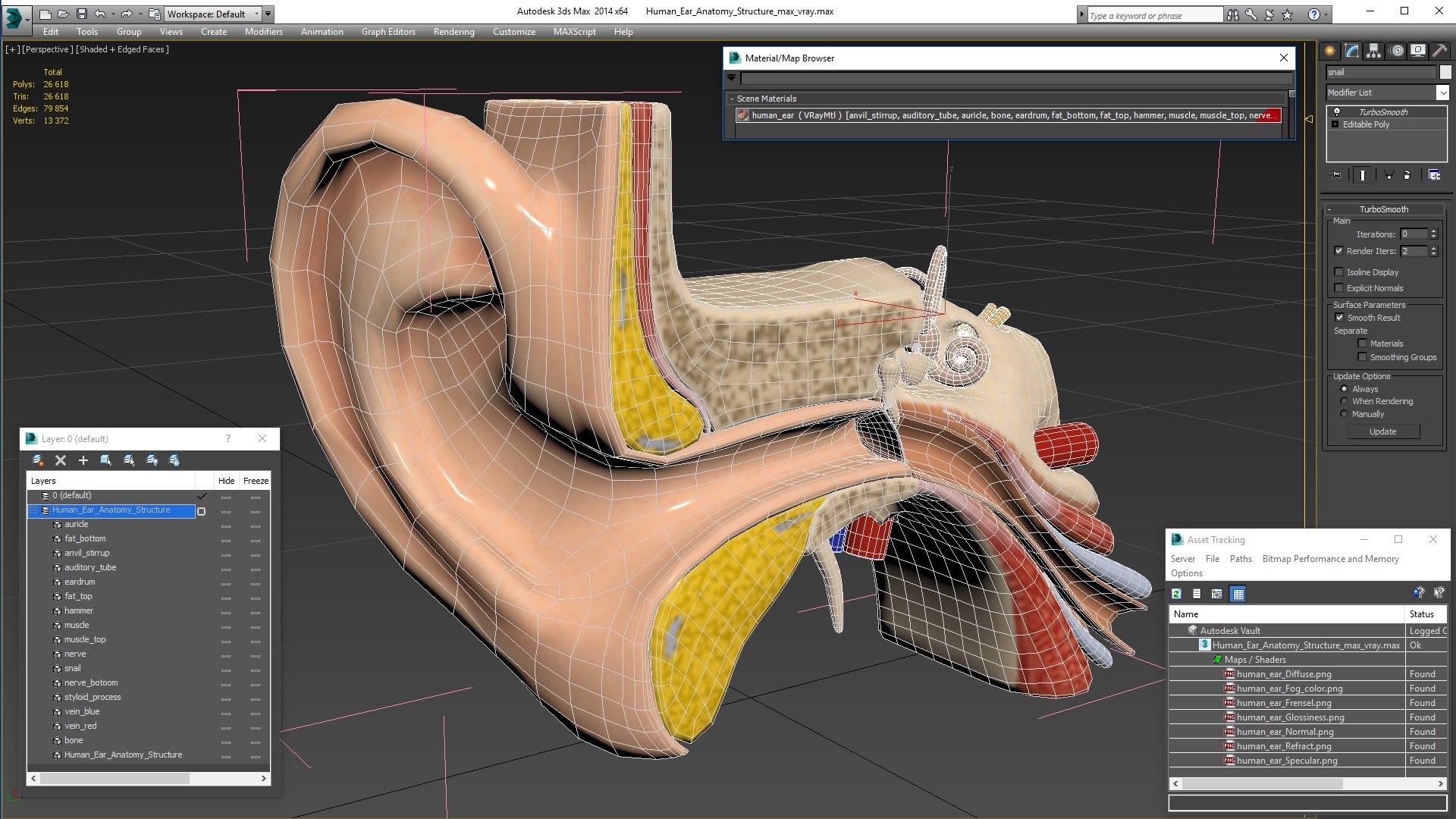3D model human ear anatomy structure - TurboSquid 1645933