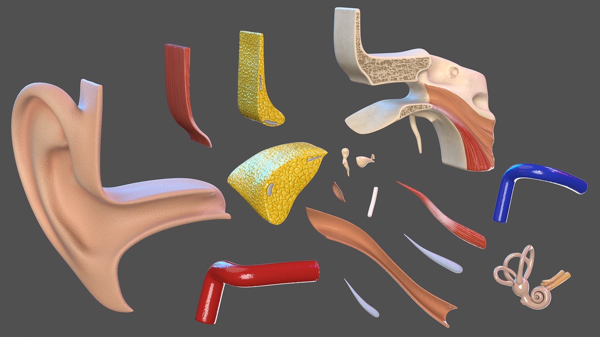 3D Model Human Ear Anatomy Structure - TurboSquid 1645933