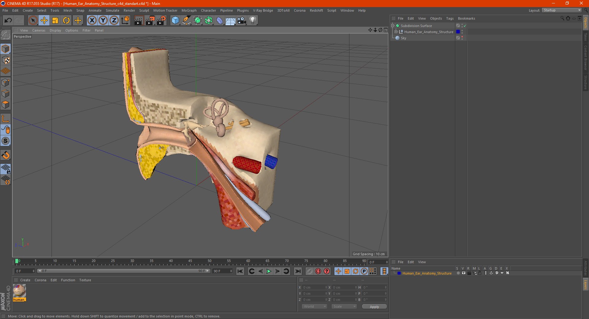 3D model human ear anatomy structure - TurboSquid 1645933