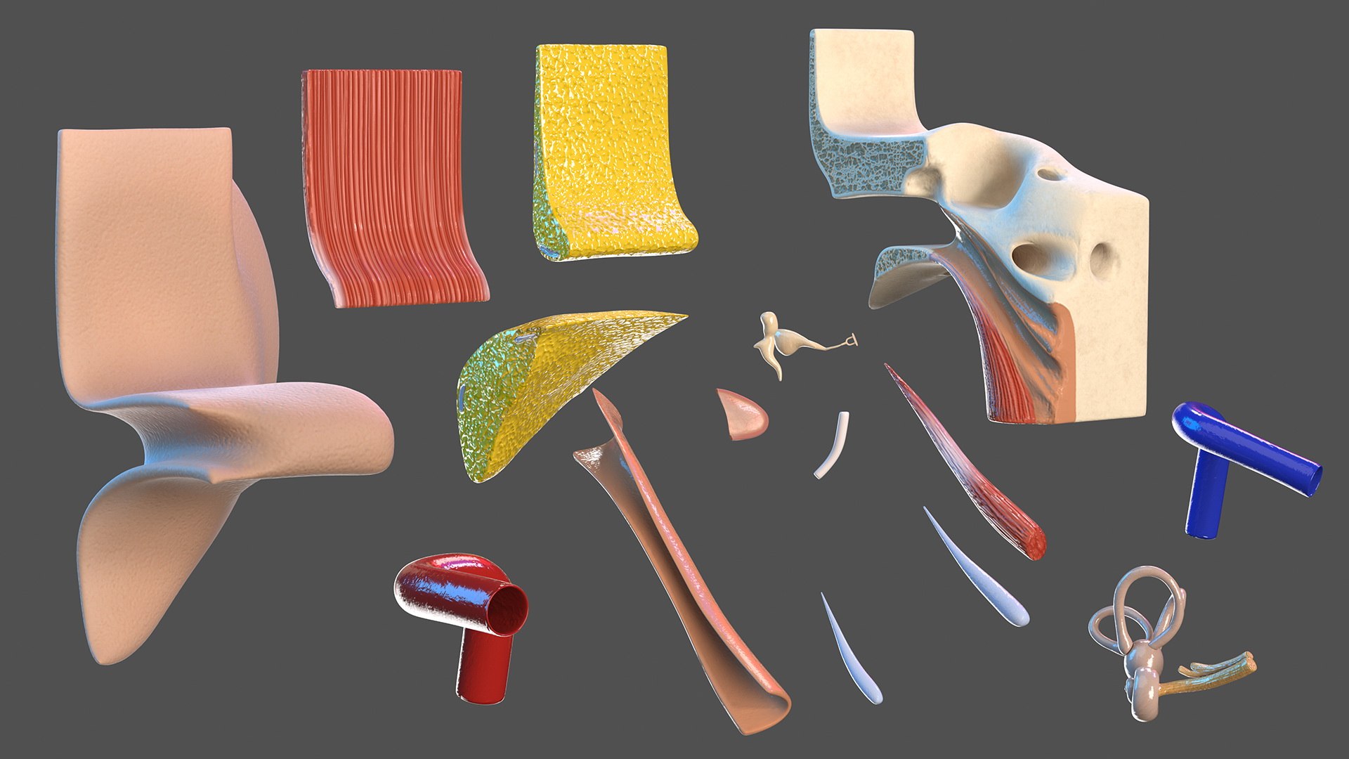 3D Model Human Ear Anatomy Structure - TurboSquid 1645933