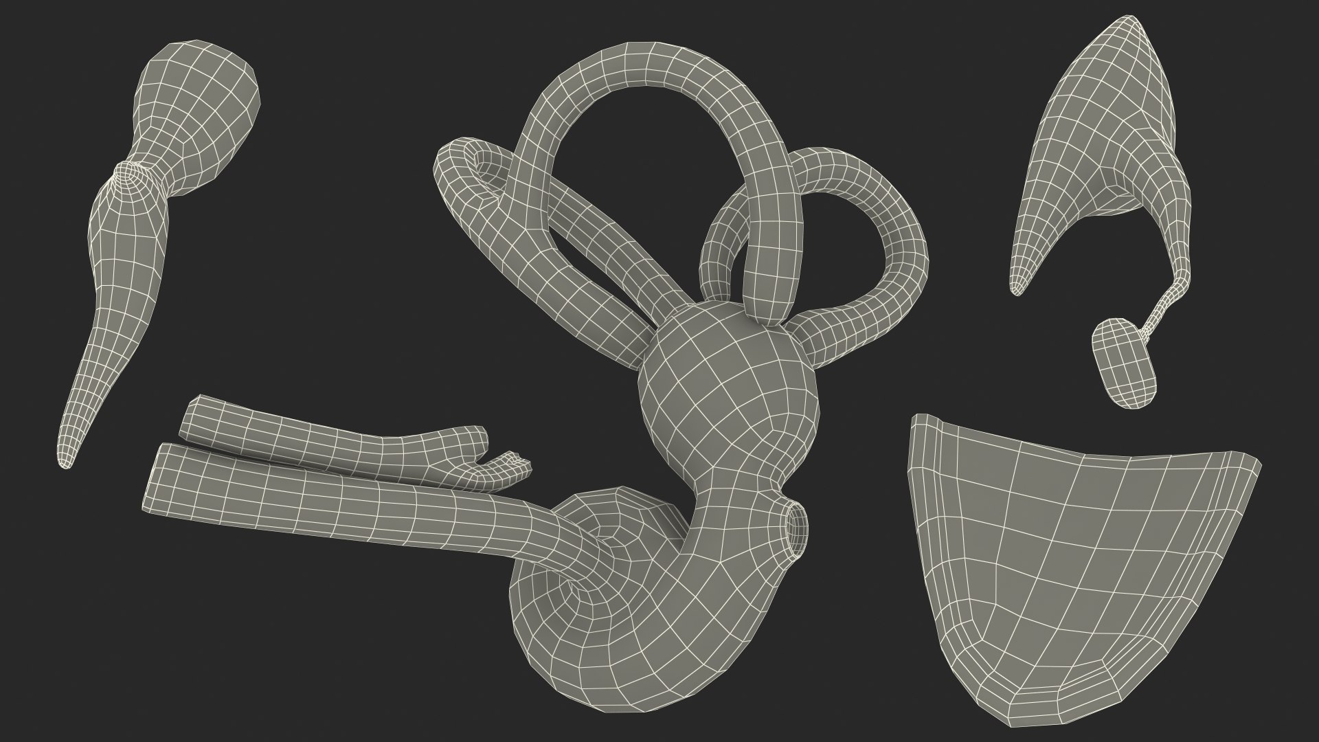3D model human ear anatomy structure - TurboSquid 1645933