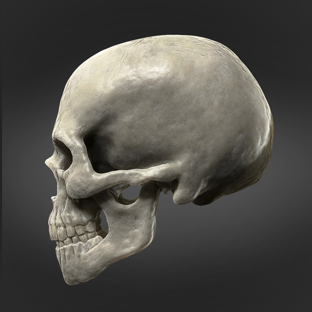 Human Skull Model - TurboSquid 1280357