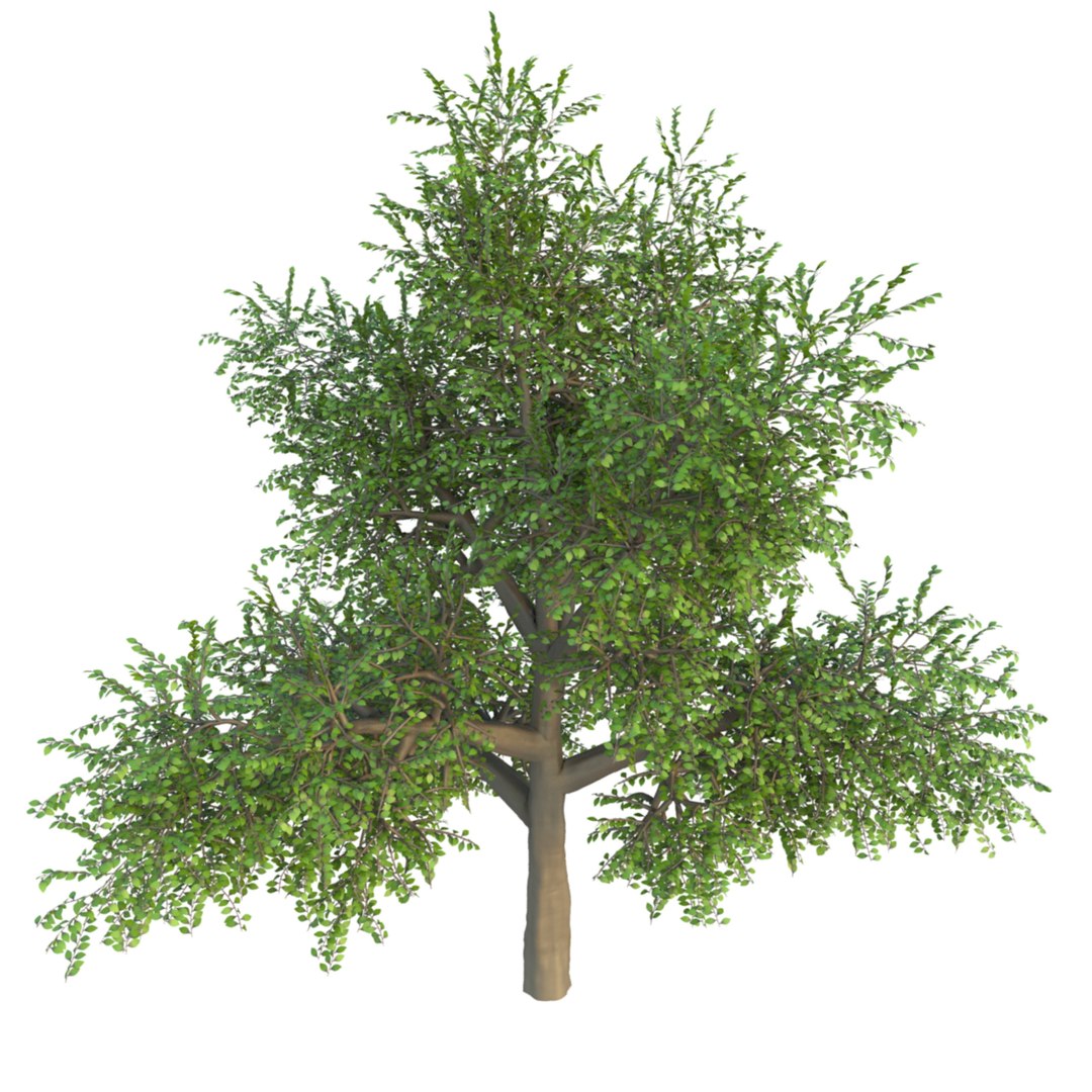 Hi-Res Tree 3D model - TurboSquid 2078764