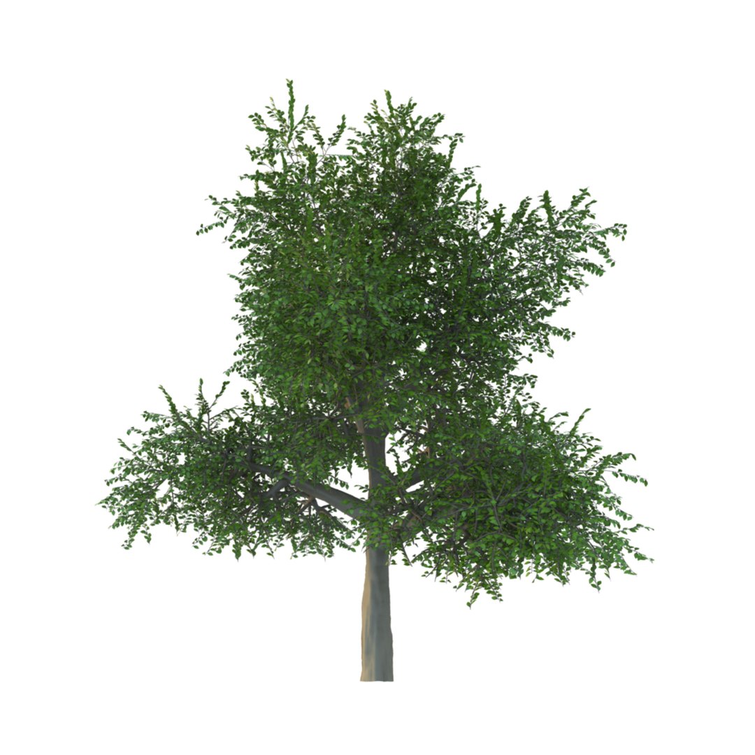 Hi-Res Tree 3D model - TurboSquid 2078764