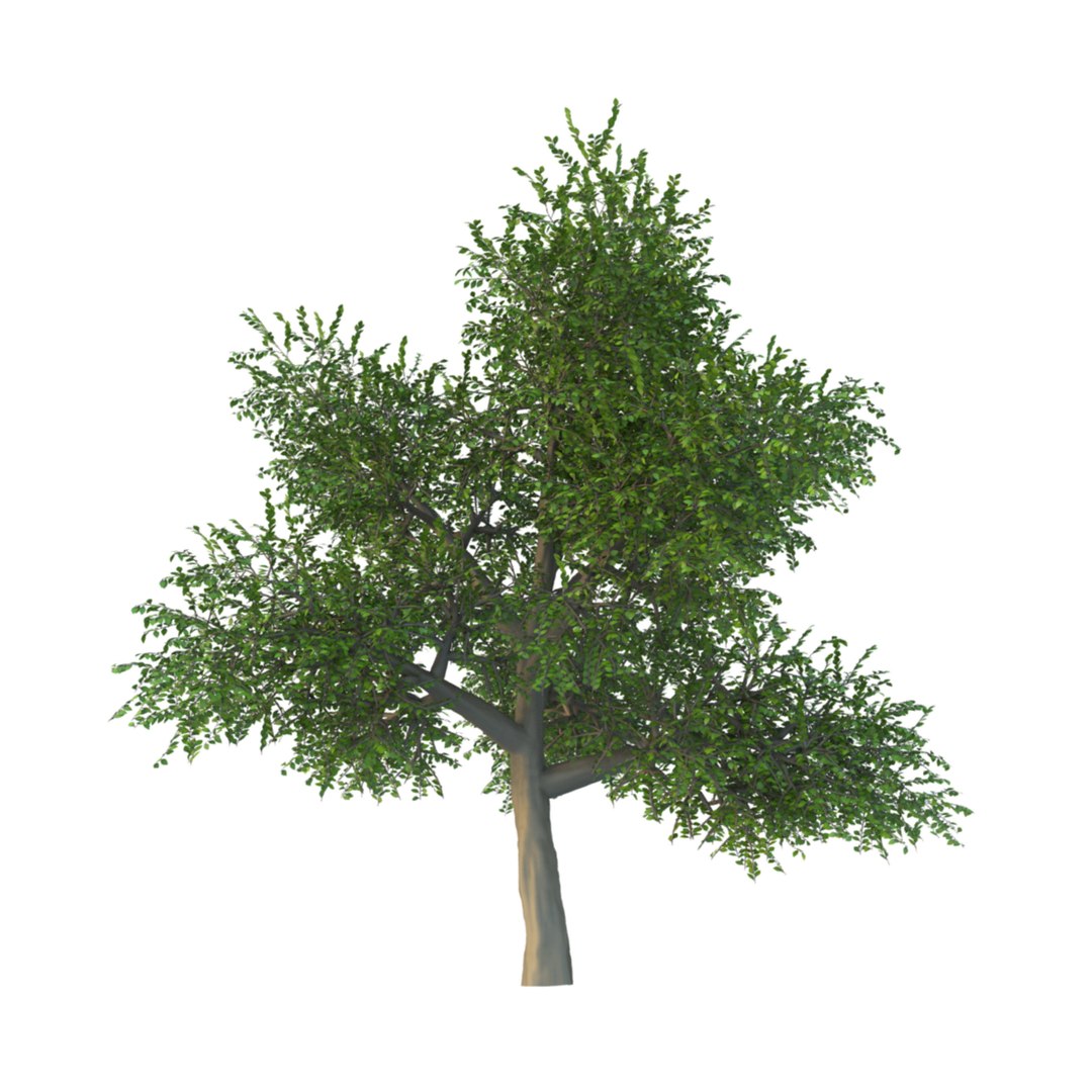 Hi-Res Tree 3D model - TurboSquid 2078764