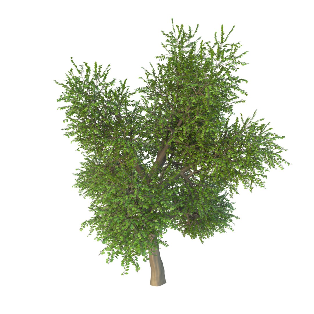 Hi-Res Tree 3D model - TurboSquid 2078764