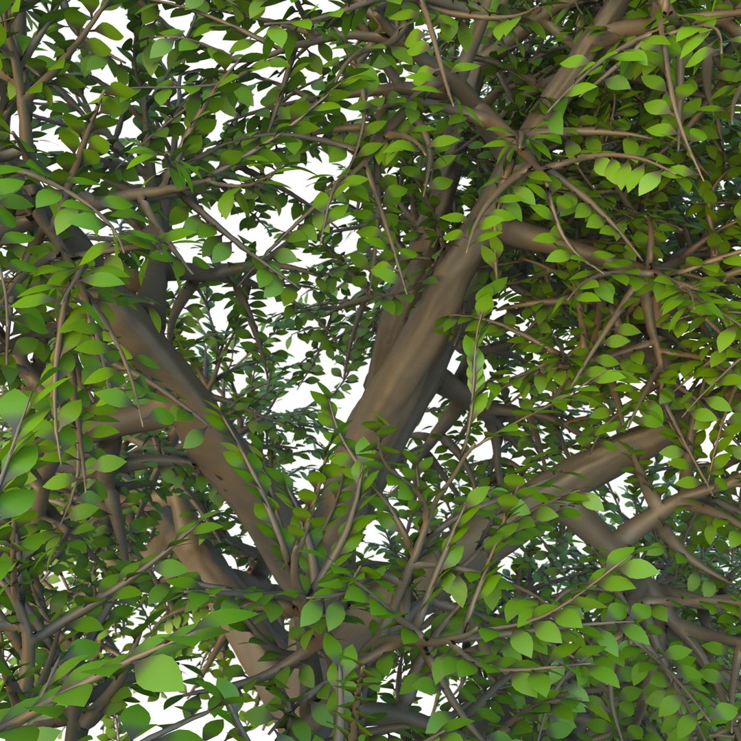 Hi-Res Tree 3D model - TurboSquid 2078764