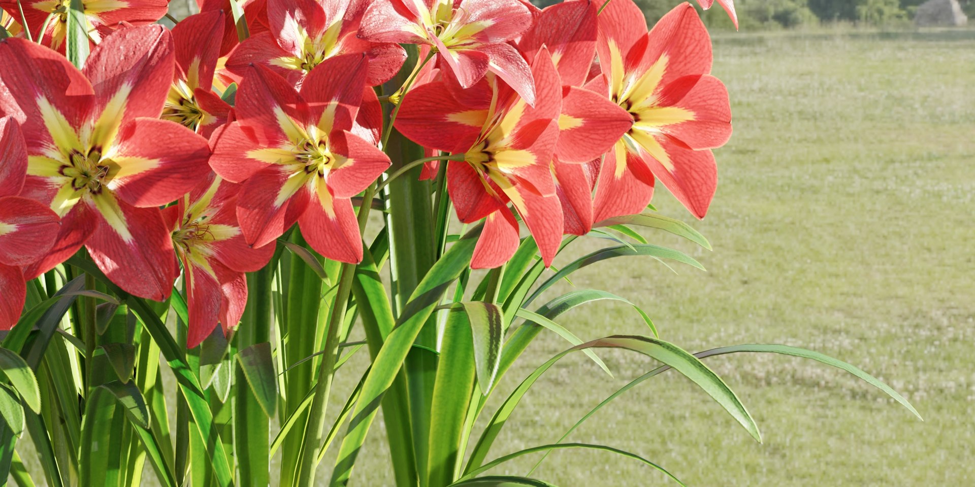 Amaryllis Flowers Vol 128-Blender Model - TurboSquid 2144766