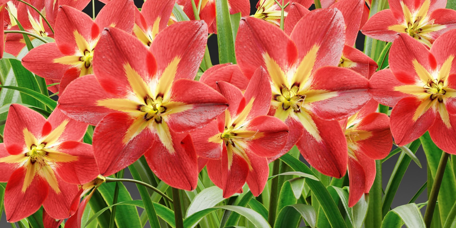 Amaryllis Flowers Vol 128-Blender Model - TurboSquid 2144766