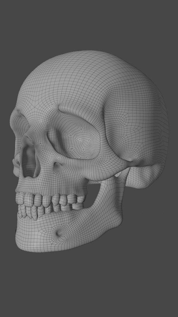 Human Skull Model - TurboSquid 1518971