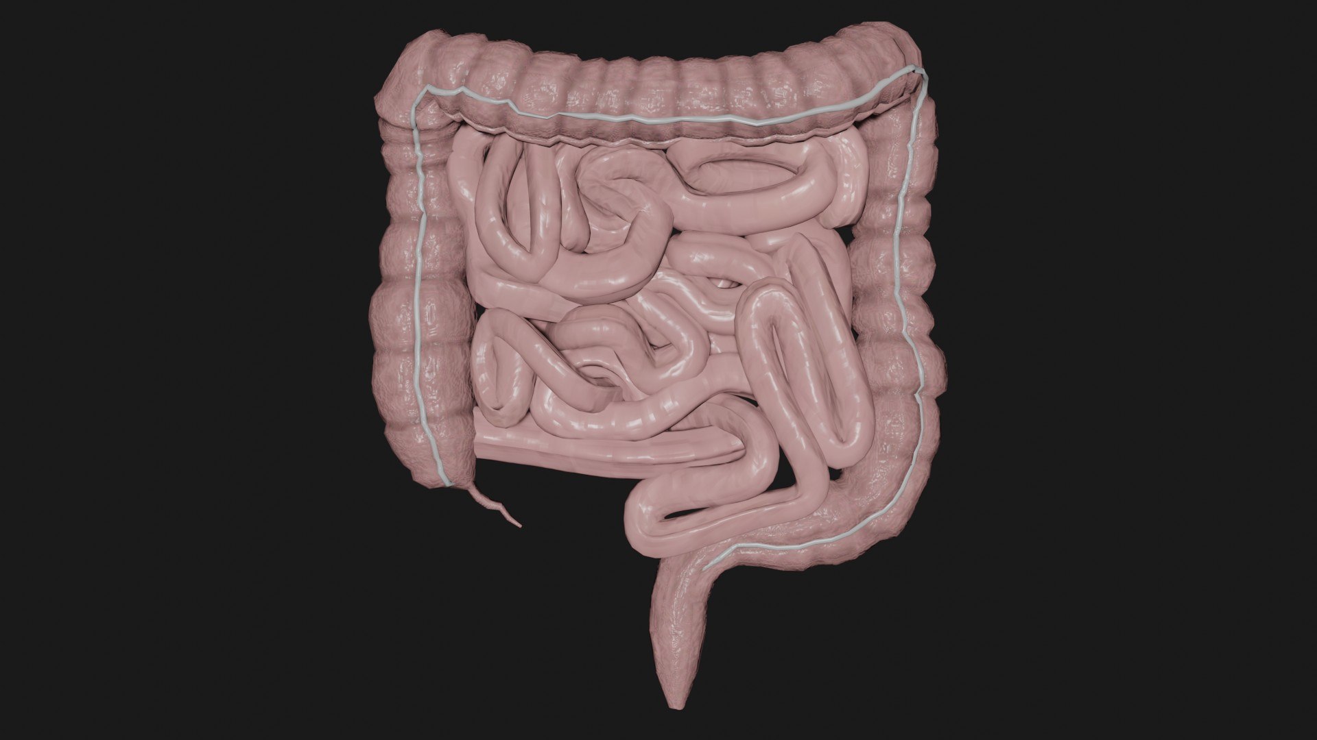 3D Model Intestine Science Organ - TurboSquid 1674006