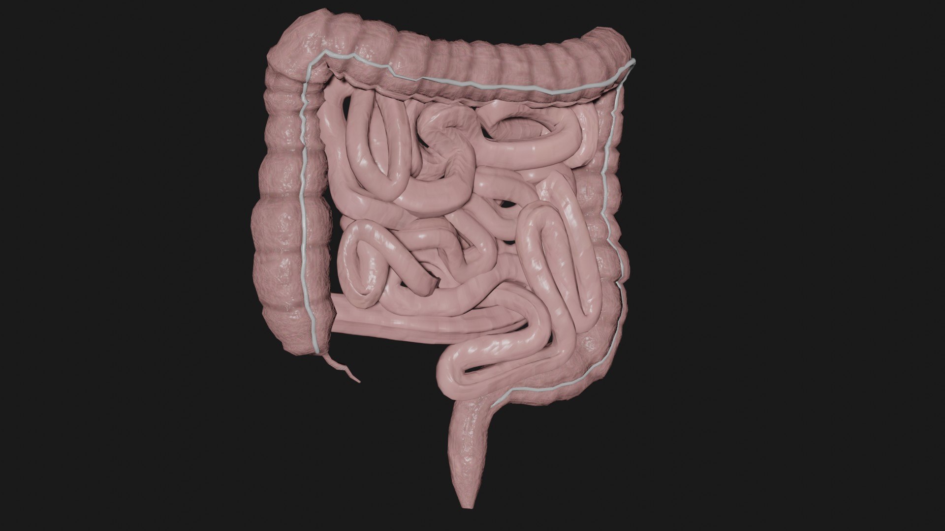 3D Model Intestine Science Organ - TurboSquid 1674006