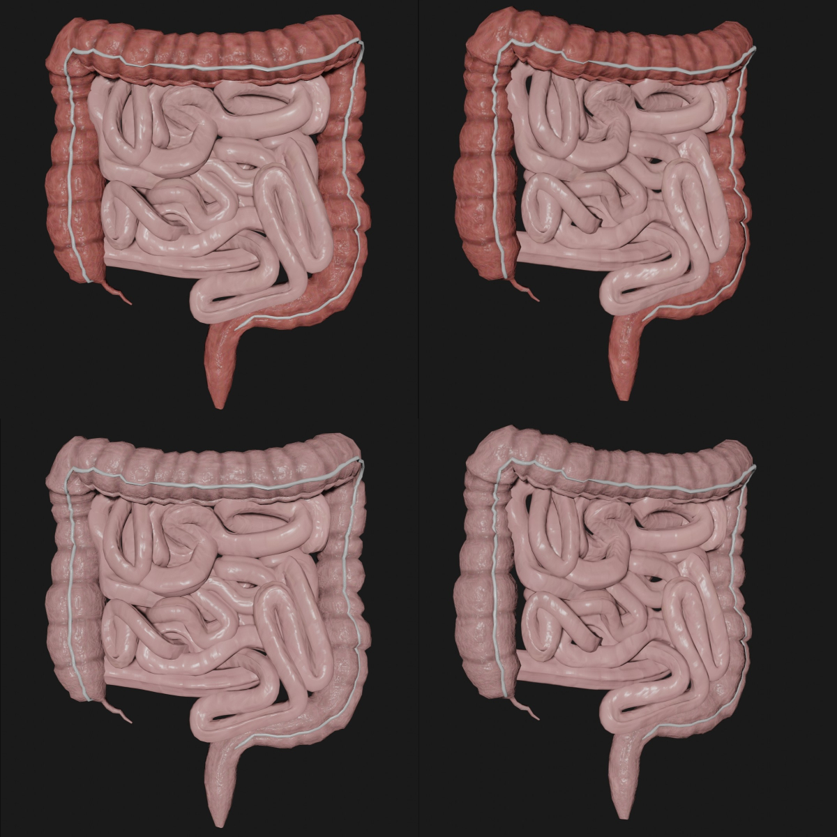 3D model intestine science organ - TurboSquid 1674006