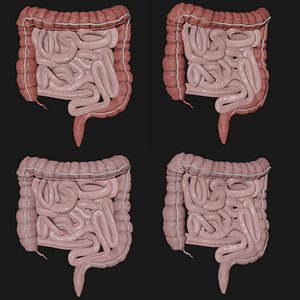 Intestines 3D Models for Download | TurboSquid
