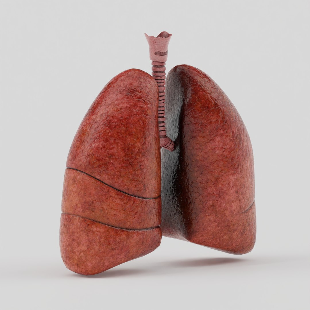 Lungs 3D Model - TurboSquid 2470382