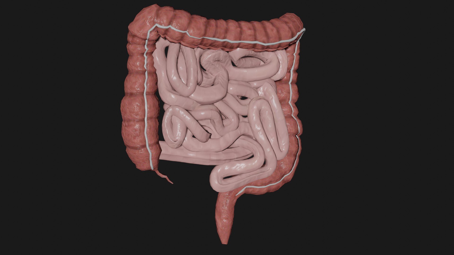 3D Model Intestine Science Organ - TurboSquid 1674006