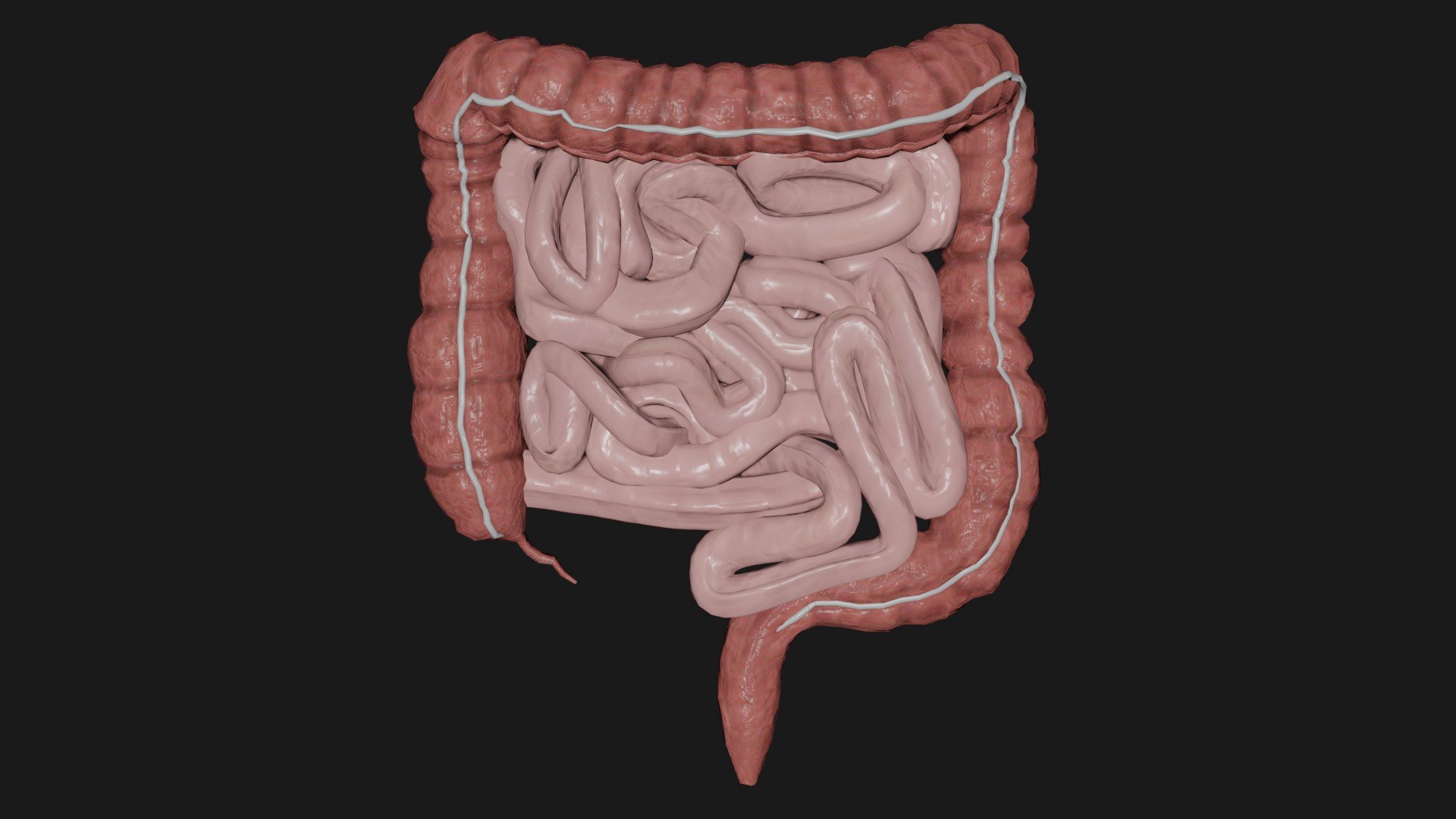 3D Intestine Science Organ - TurboSquid 1673999