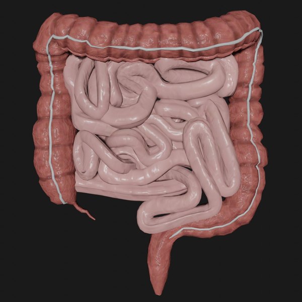 Real Human Small Intestine