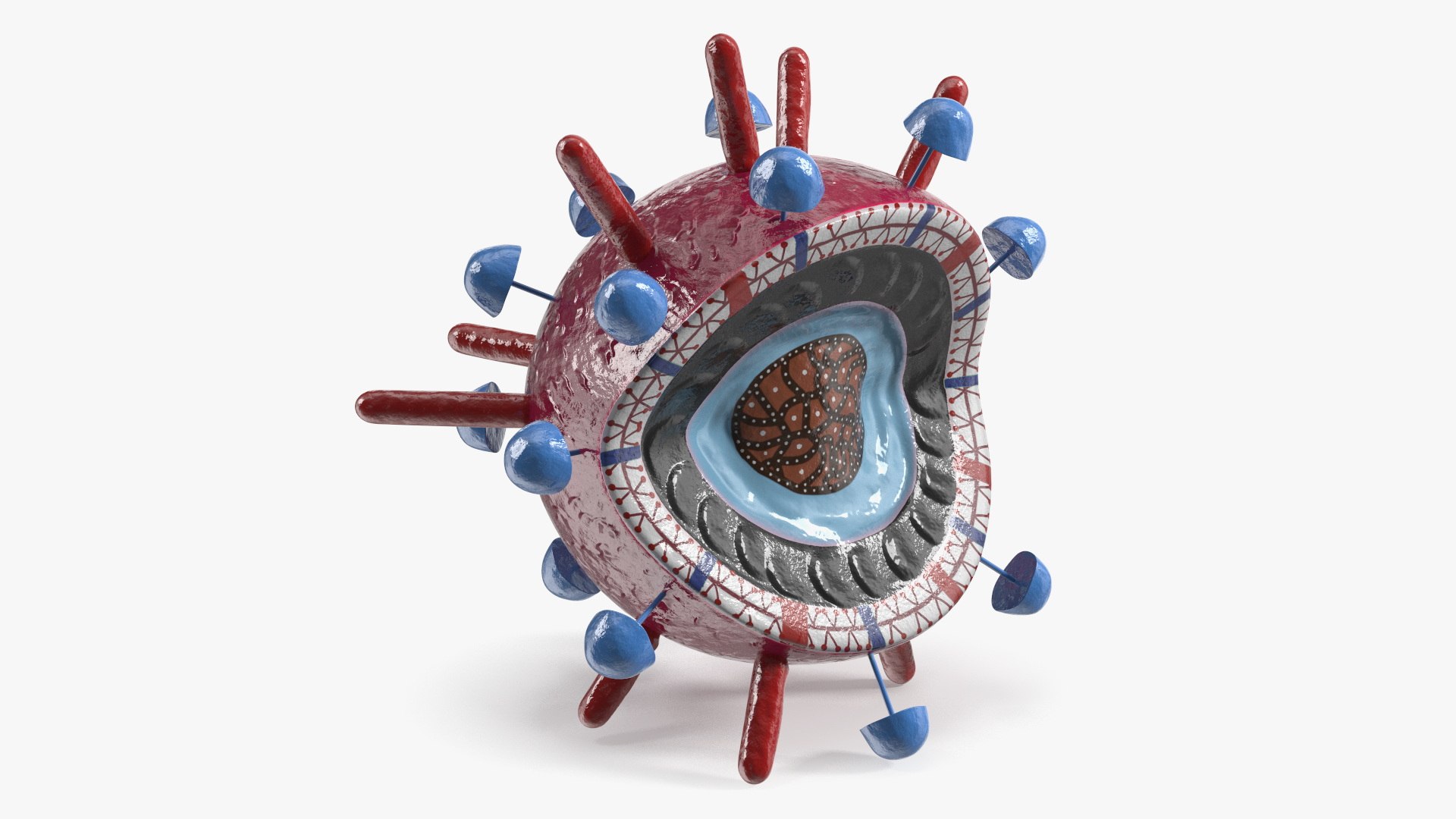 Influenza Virus Cross-Section Teaching Model Red 3D - TurboSquid 2414815