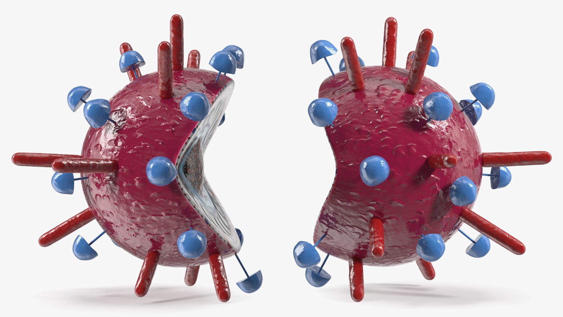 Influenza Virus Cross-Section Teaching Model Red 3D - TurboSquid 2414815