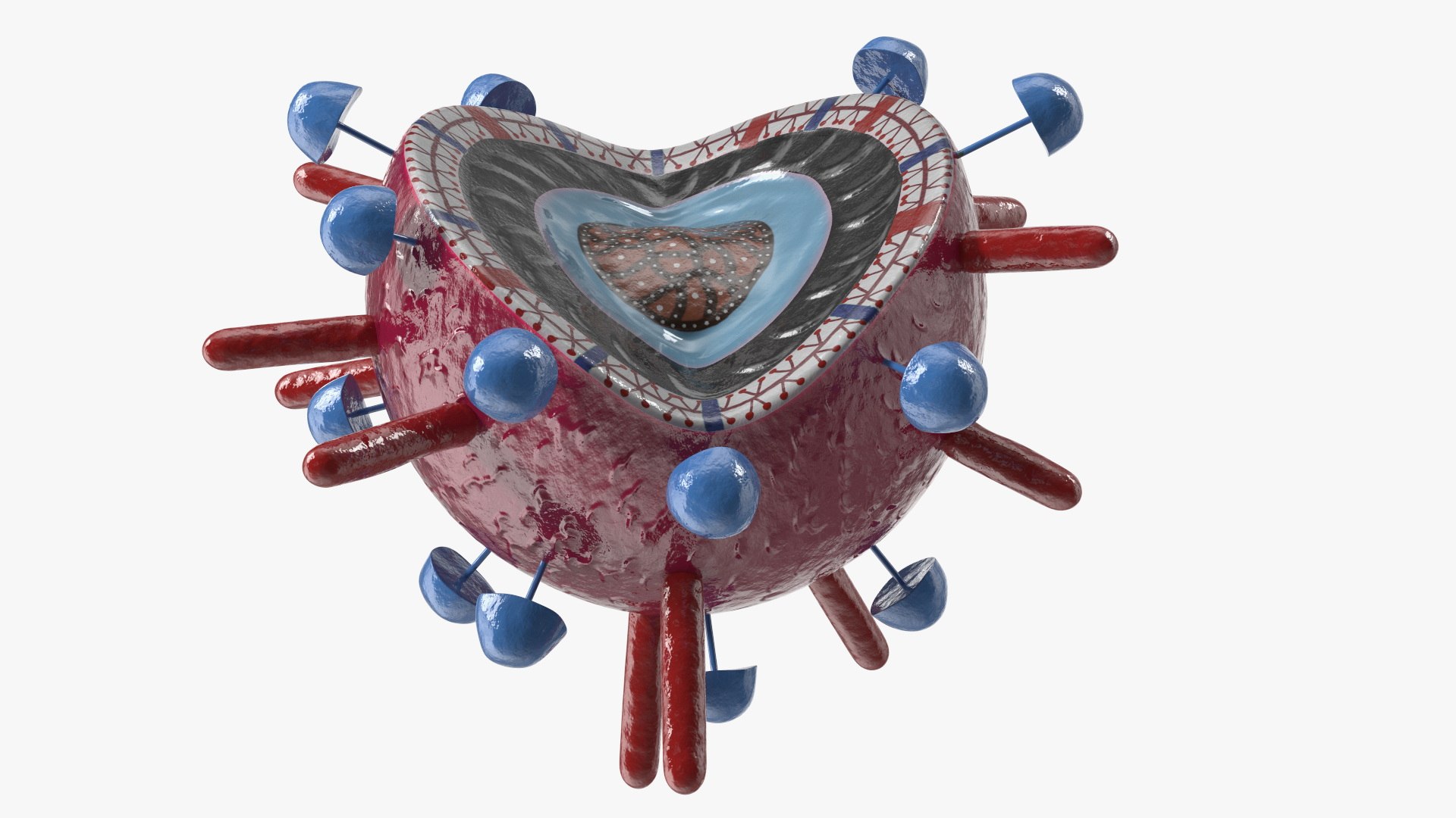 Influenza Virus Cross-Section Teaching Model Red 3D - TurboSquid 2414815