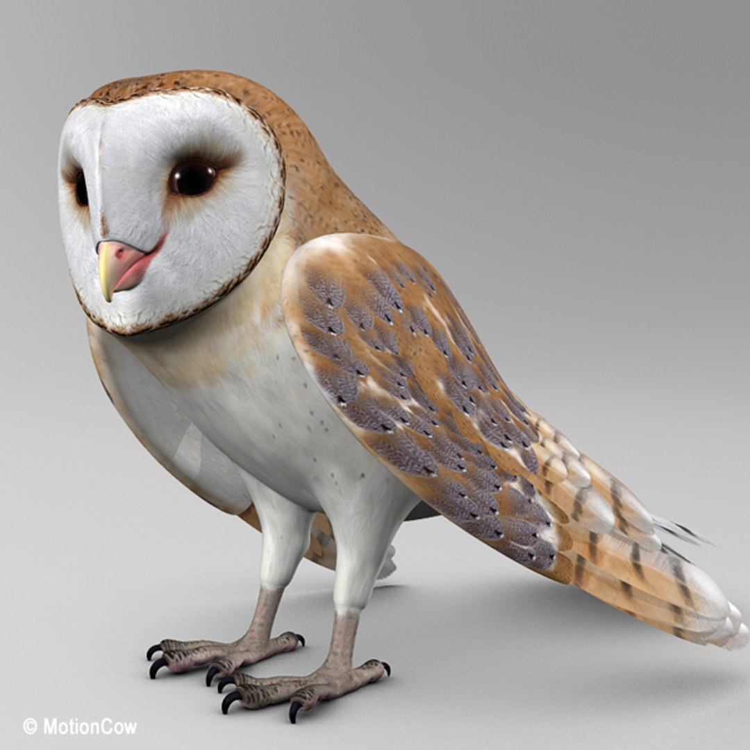 Realistic Barn Owl Folded 3d Model