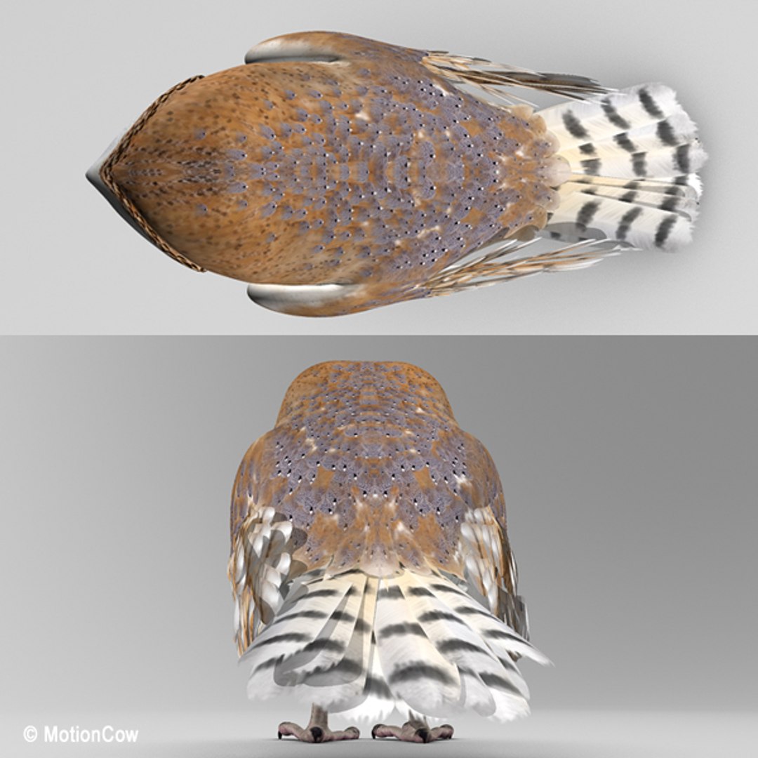 Realistic Barn Owl Folded 3d Model