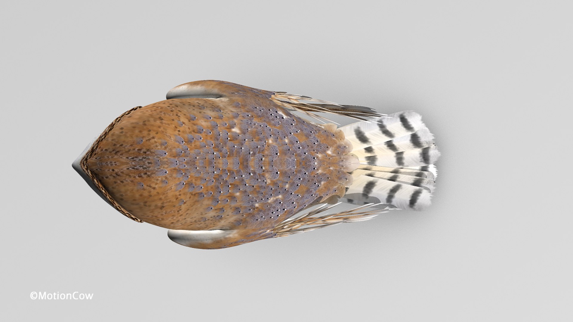 Realistic Barn Owl Folded 3d Model