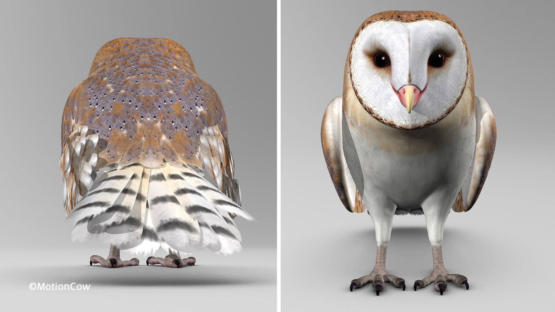 Realistic Barn Owl Folded 3d Model