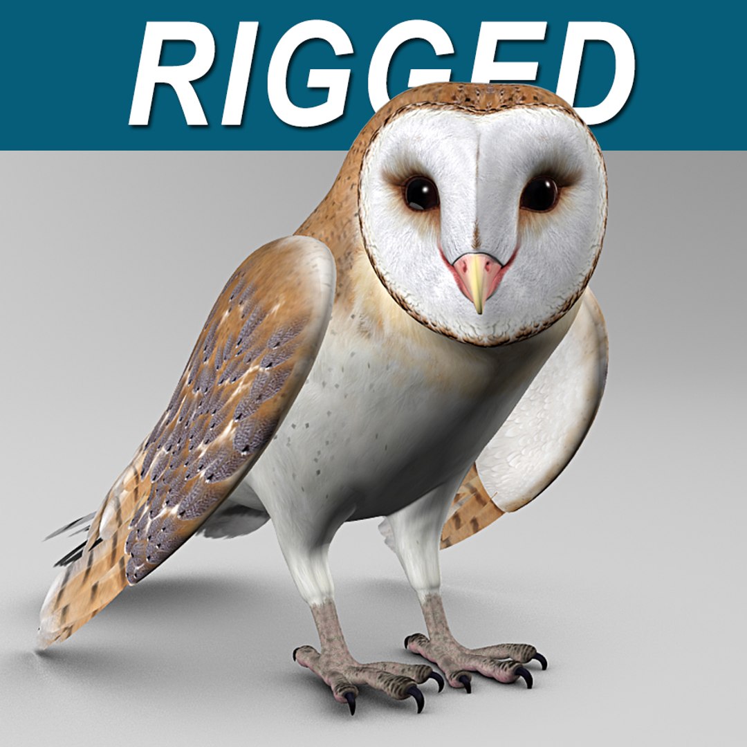 Realistic Barn Owl Folded 3d Model