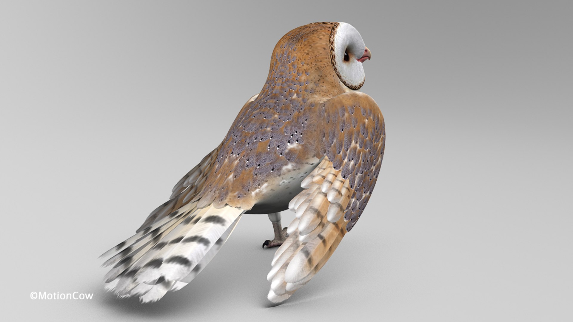 Realistic Barn Owl Folded 3d Model