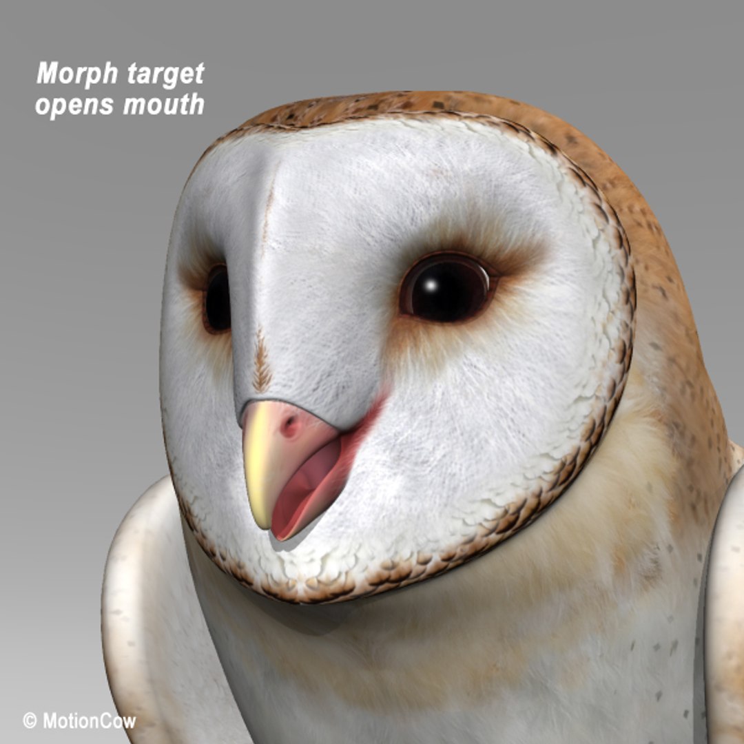 Realistic Barn Owl Folded 3d Model