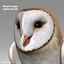 Realistic Barn Owl Folded 3d Model