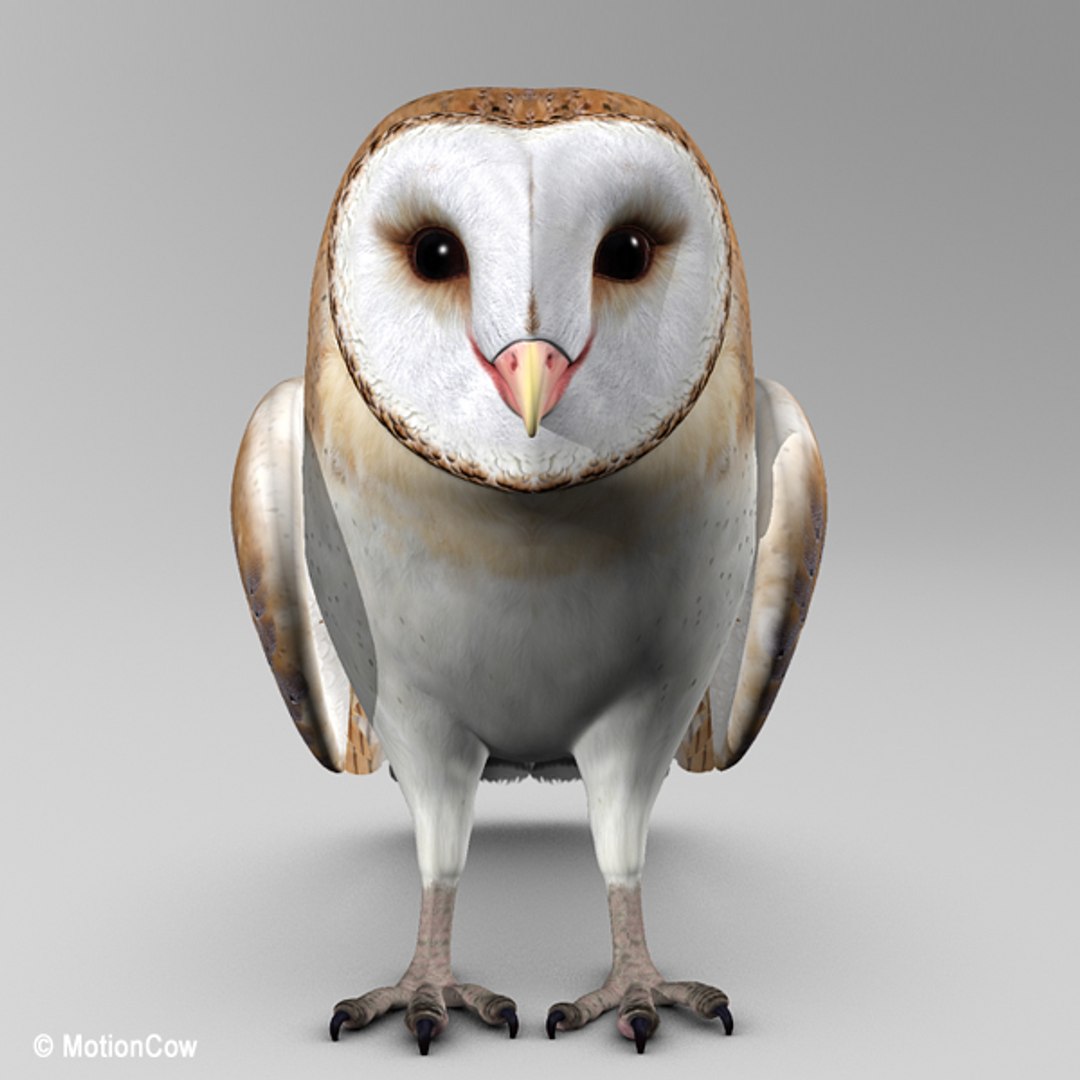 Realistic Barn Owl Folded 3d Model